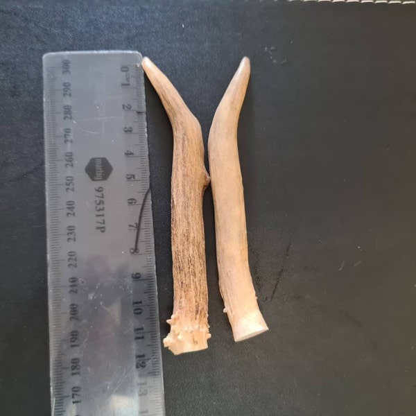 Fallow Deer Skull From Central Europe Fallow Deer dama Dama Unique ...