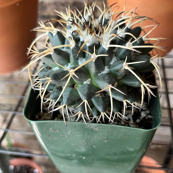Echinocactus Grusonii V. Albispinus Aka White Spined Barrel Live Cactus ...
