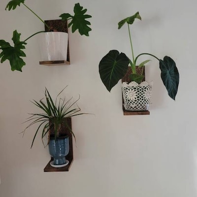 Personalized DNP Graduation Gift 3 White Ceramic Pot W/ Live Plant DNP Gift Doctor of Nursing ...