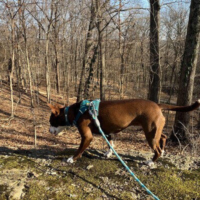 Adopt Old Dogs Weather-resistant Sticker, Dog Adoption Decal, Dog Lover ...