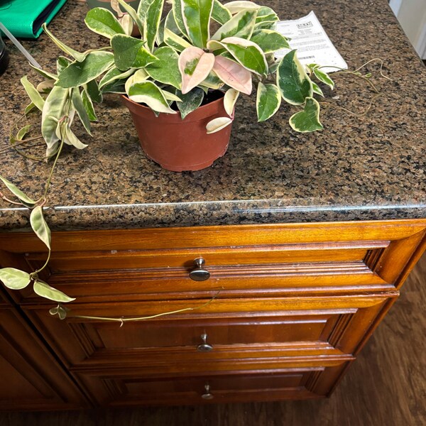 Scindapsus Pictus Platinum Java - 6" From Myplants - Etsy