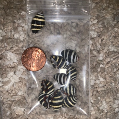 Bumble Bee Shell, Bee Hive Shells, Engina Mendicarea 1/4-1/2 10 Pieces ...