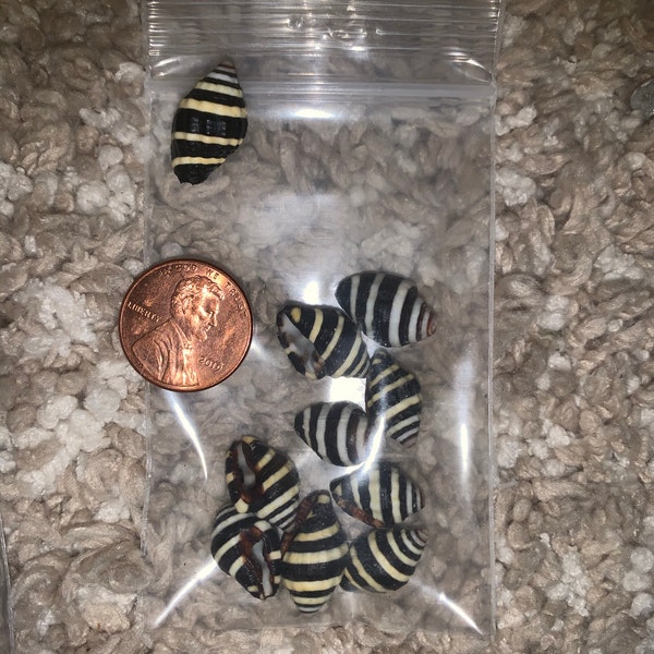 Bumble Bee Shell, Bee Hive Shells, Engina Mendicarea (1/4-1/2") | 10 ...