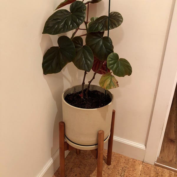 11 Inch Funnel Tall Planter Pot With Drainage Hole & Plug Minimalist ...