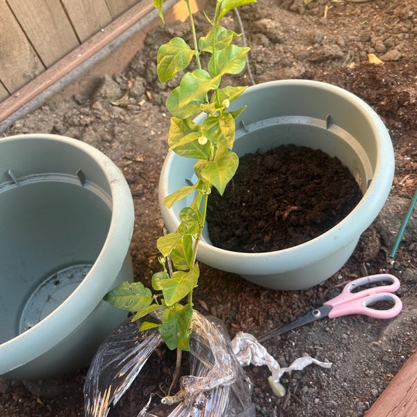 Kesar Mango Tree Plant (mangifera) Indian Queen Variety Grafted 2ft ...