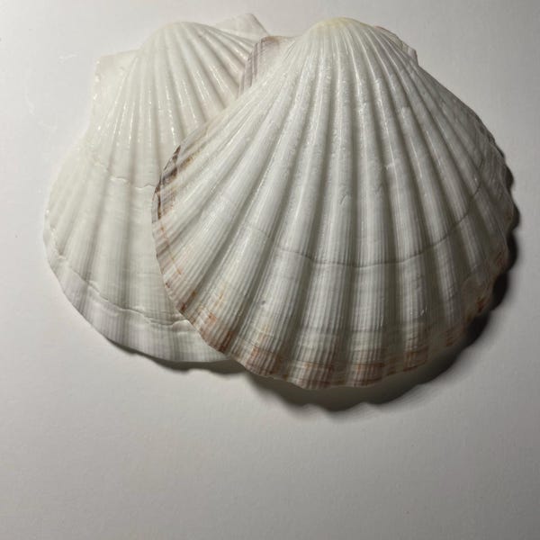 One (1) Irish Flat Scallop Shell Seashell 3"-4" Crafts Beach Cottage ...