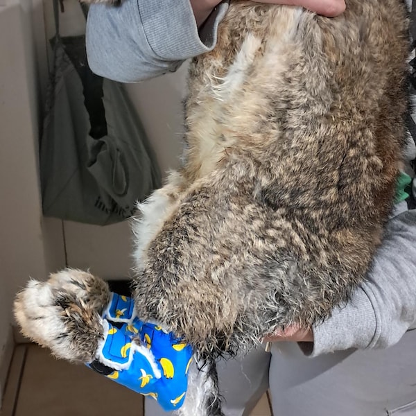 Size: Jumbo Rabbit Hock Socks (2-way Straps) - Etsy