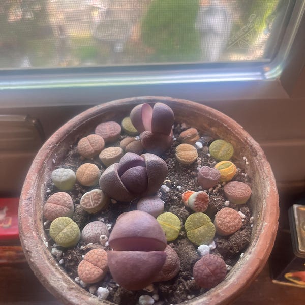 3/5 Rare Lithops Purple ~ Sato's Violet~0.4"/1.2"giant/*bulk SALE* - Etsy