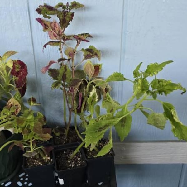 SUPER SALE 5 Pack Coleus Mixed Pack Alabama Sunset, Fairway, Robyn ...