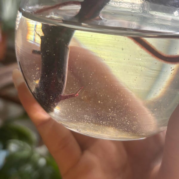 Market Botany Prop Drops - Liquid Propagation Supplement, Root Growth ...