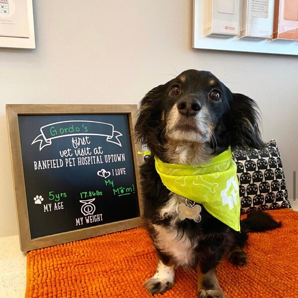 First Vet Visit Sign - Etsy