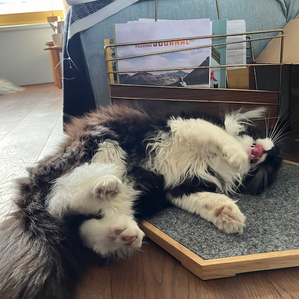 Premium Cat Scratch Panel, Scratcher, Pet Bed, Modular Scratching Post ...