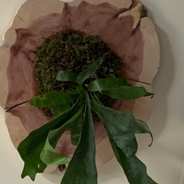 Set of 2 Finished Live Edge Round Wood Crosscut Centerpieces Red Cedar ...