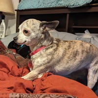 Rhinestone Template Material 8 1/2 X 10 Sheet Create Your Own Stencils ...