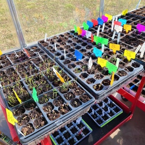 200 Viola Seeds Viola Arkwright Ruby perennial - Etsy