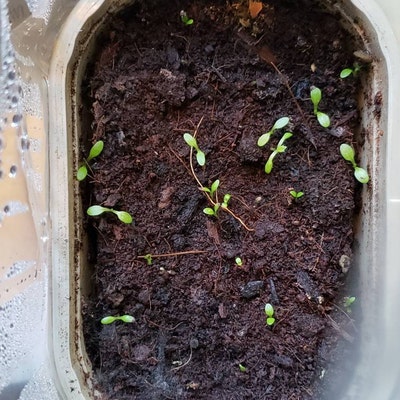 Packet of Thai Parsley or Culantro Seeds, ERYNGIUM FOETIDUM, Recao, Pak ...