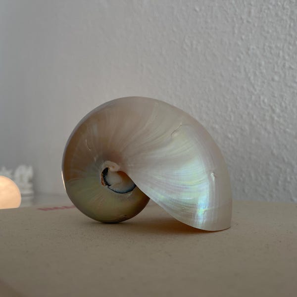 CARDIUM PESODOLIMA Sea Shell Trinket Box - Etsy