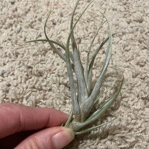 Tillandsia Stricta Iridescent Air Plants - Etsy