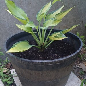 Hosta june - Etsy