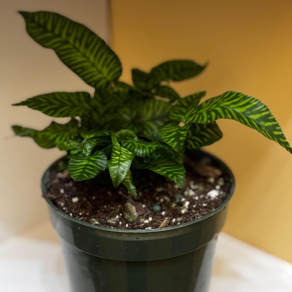 Striped Bamboo Fern Golden Zebra Plant - Live Plant - Rare Plant - 4 ...