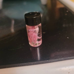 Real Cute PINK Cuttlefish in a Jar, Wet Specimen, Squid, Tentacles ...