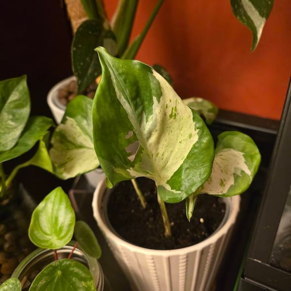 Potho Manjula High Viraigation Rare, Cuttings & Established Plants - Etsy