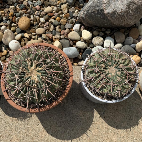 Double Fringe 15x15 Axis Print Cowhide Purse - Etsy