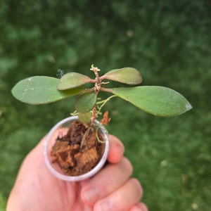 E0099 Rare Hoya Bahoi Rooted HUGE LEAVES - Etsy