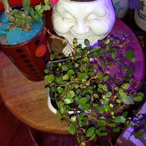 Angel Vine wire Vine Plant - Etsy