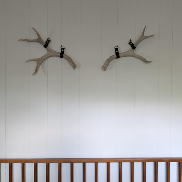 Wild Canadian Bull Moose Shed Antler. Interior Design and Decor Item ...
