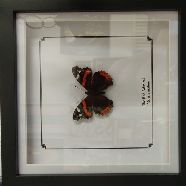 Spotted Sawtooth Butterfly Necklace, Real Butterfly Wing Necklace ...