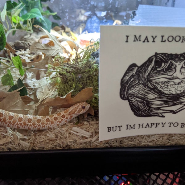 Toad I May Look Grumpy Vinyl Sticker - 4in X 3.25in - Frog Accessories ...