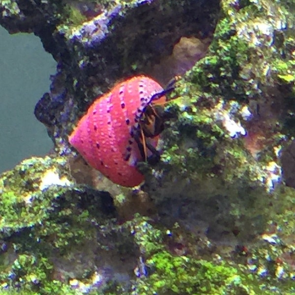 Multipack 3/4" Strawberry Top Shells Seashell Ocean Beach Nautical ...