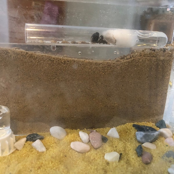 Sand Ant Farm BIG (anthill, Formicarium, Educational, Ants) NO ANTS - Etsy