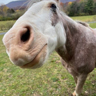 Fully Editable Horse Stall ID and Feeding Schedule Cards Canva - Etsy