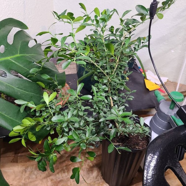 Finger Lime Tree , 1/2 Gallon Pot - Microcitrus Australasica in 1/2 Gal ...