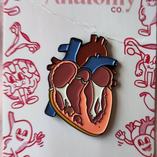 Anatomy and Physiology Notes, Bone Structure and Remodelling, Anatomy ...