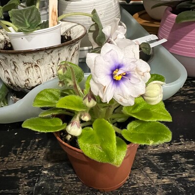 Miniature Rare Mini African Violet robs Loose Noodle 2 Potted House ...