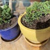 Calathea Plant Maranta Lemon Lime Live Calathea Prayer Plants ...