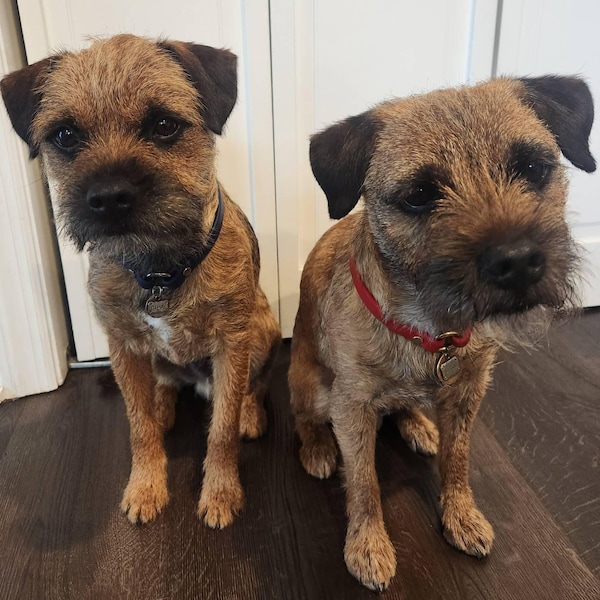 1/2" Super Heavy Beta Biothane Raw Material by the Foot: Waterproof ...