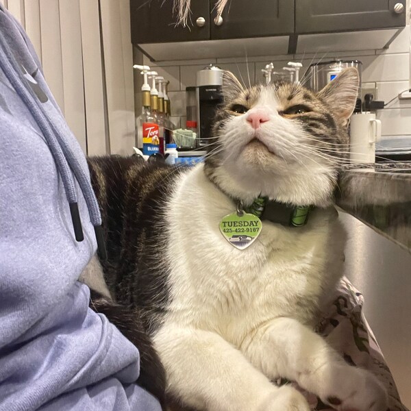 Seahawk Team Spirit Pacifier Binky Clips - Etsy