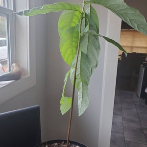 Bulkan Banana Yellow Corm Live Plant - Etsy