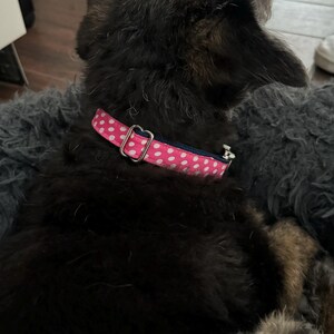 Banjo Dog Collar, Harness or Leash With Personalized Engraved Buckle ...