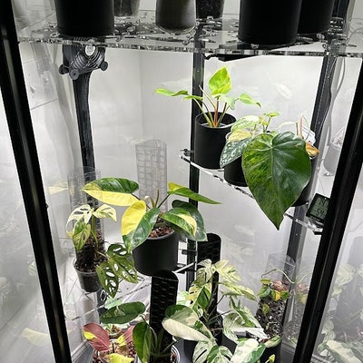 Milsbo Tall Set of 3 Sizes Shelves for IKEA Indoor Greenhouse Cabinet ...