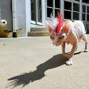 Cat Mohawk | Etsy