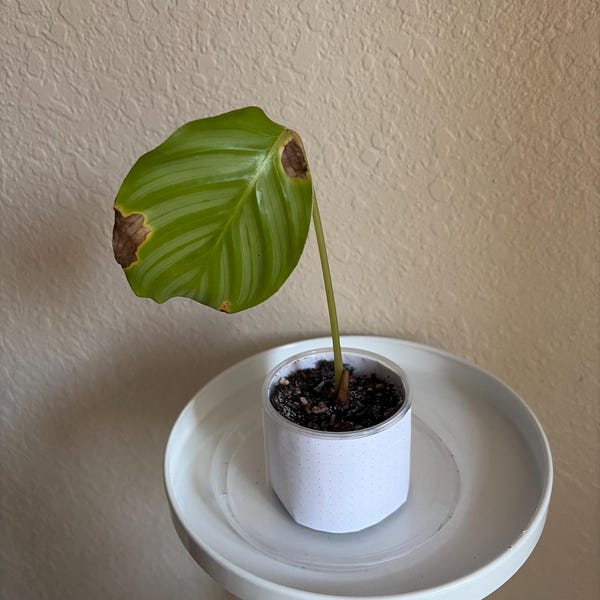 Calathea Orbifolia Starter Plant: Round Foliage Tropical Plant (***all ...
