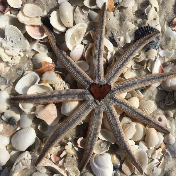 Large Pudding Bag, 9” X 15” Bag / Turkey Stuffing/dressing Bag / Jiggs ...