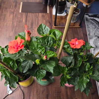 Red Braided Hibiscus Tree Plant Flowering Tree Plant Live Overall ...