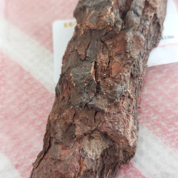 Sale of Epo OBO Erythrophleum Suaveolens Tree Bark Authentic Ficus ...