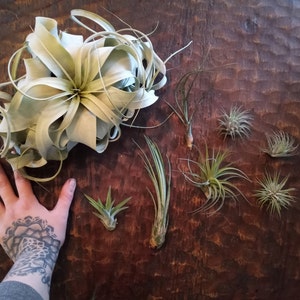 Tillandsia Aeranthos Air Plant Carnation of the Air 30 Day Air Plant ...